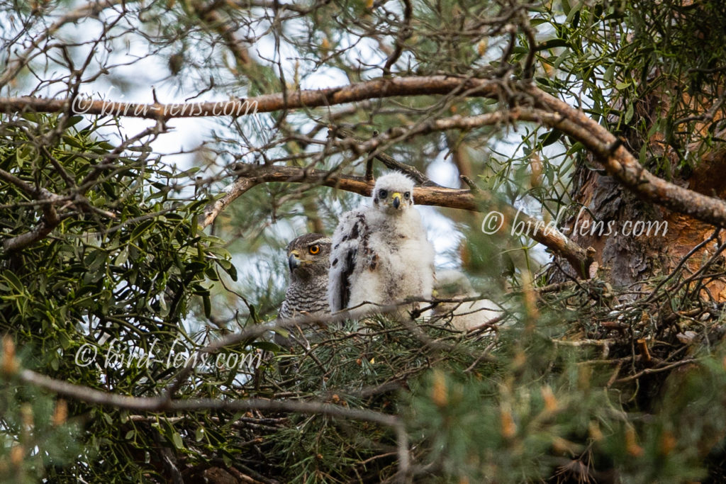 Northern Goshawks At The Nest Bird Lens