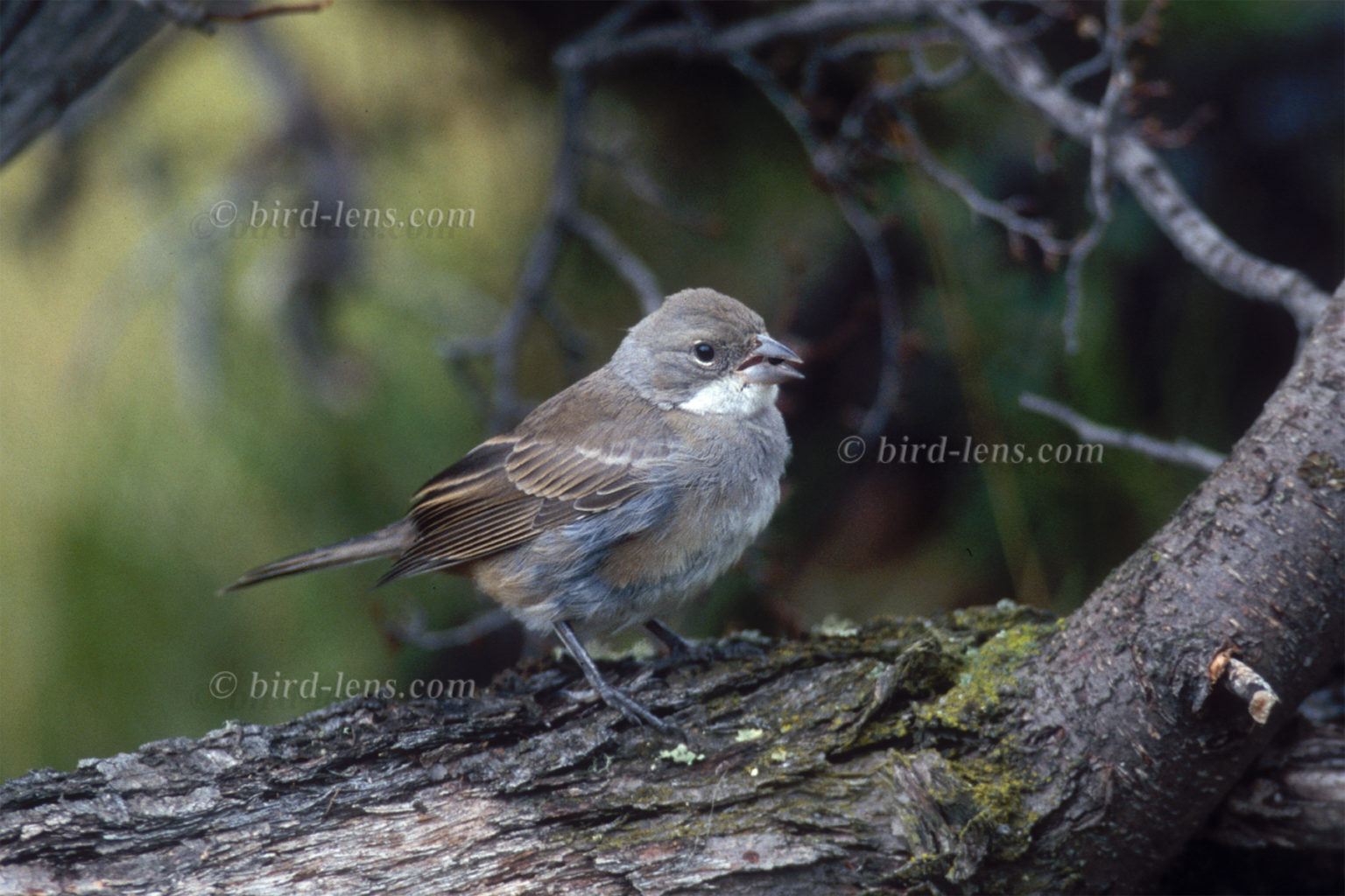 Common Diuca-Finch and White-throated Cacholote near Perito Moreno ...