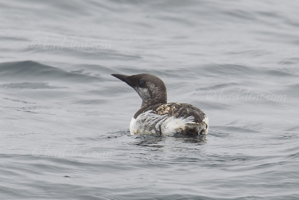 A little alcid in californian harbor – Bird Lens