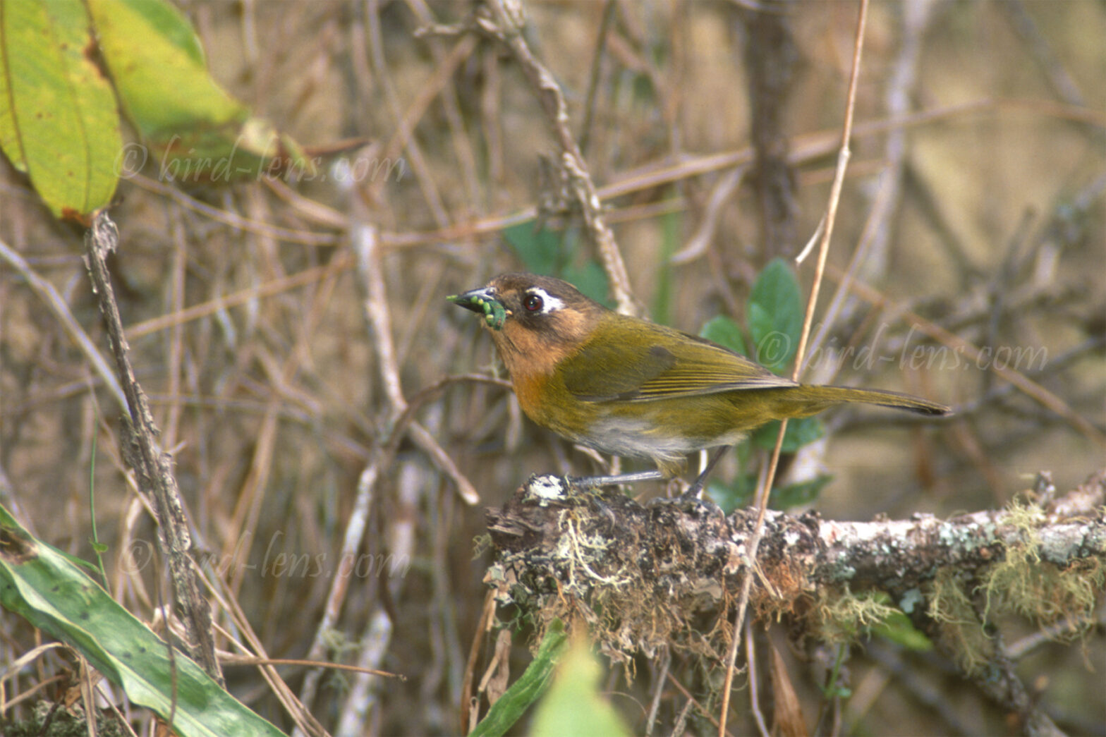 Photographing at Common Bush-Tanager’s nest – Bird Lens