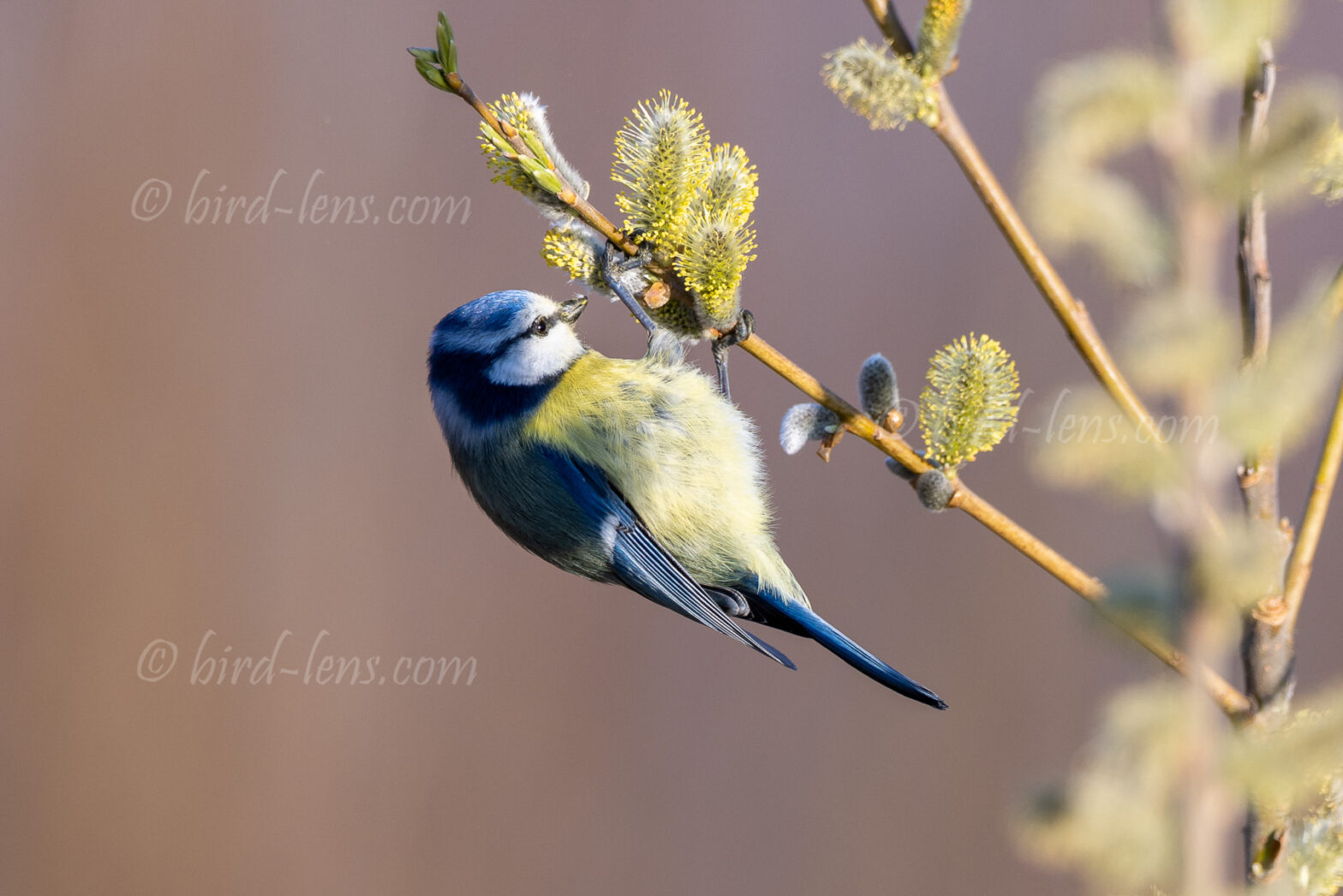 Blue Tit nibbles on willow catkins – Bird Lens