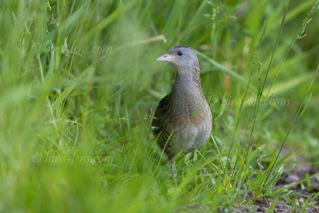 Corn Crake, a shy inhabitant of the Warta river in Poland – Bird Lens