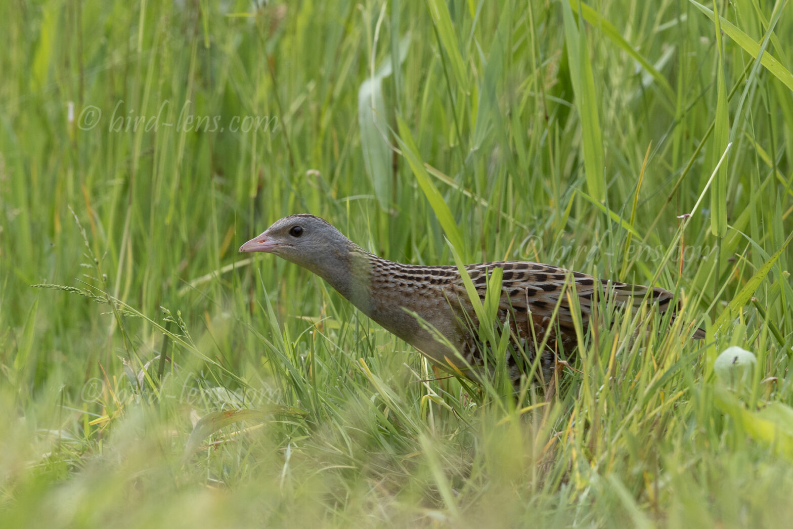 Corn Crake: Photography at Ujście Warty National Park – Bird Lens