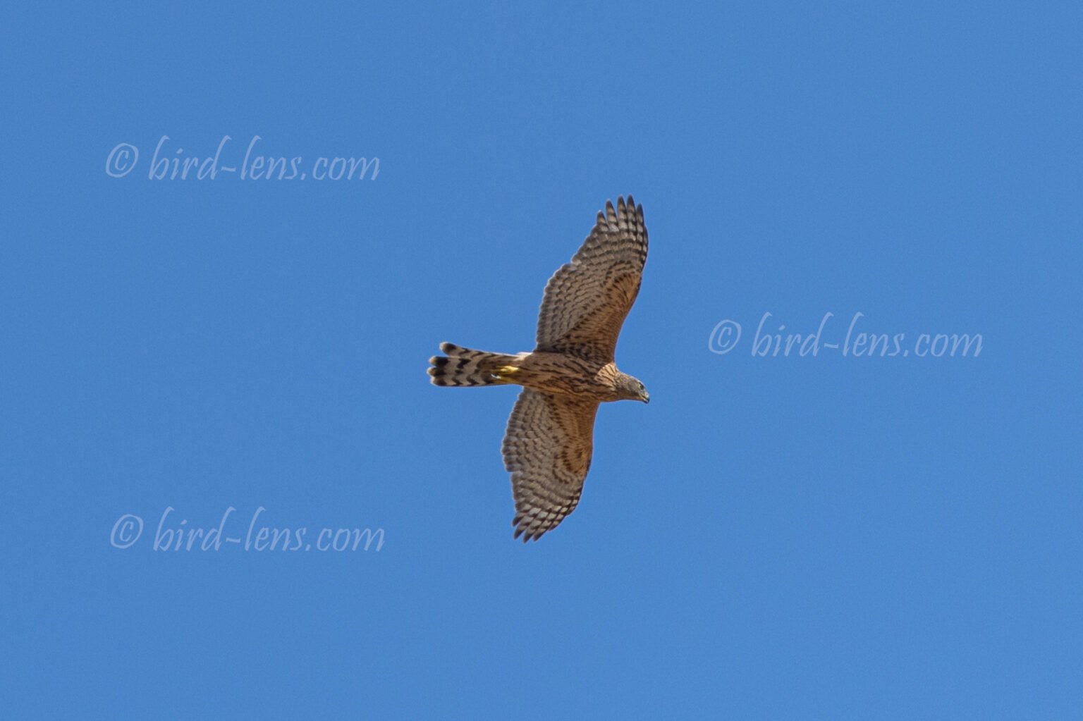Junger Habicht im Flug in den Bergen Anatoliens – Bird Lens