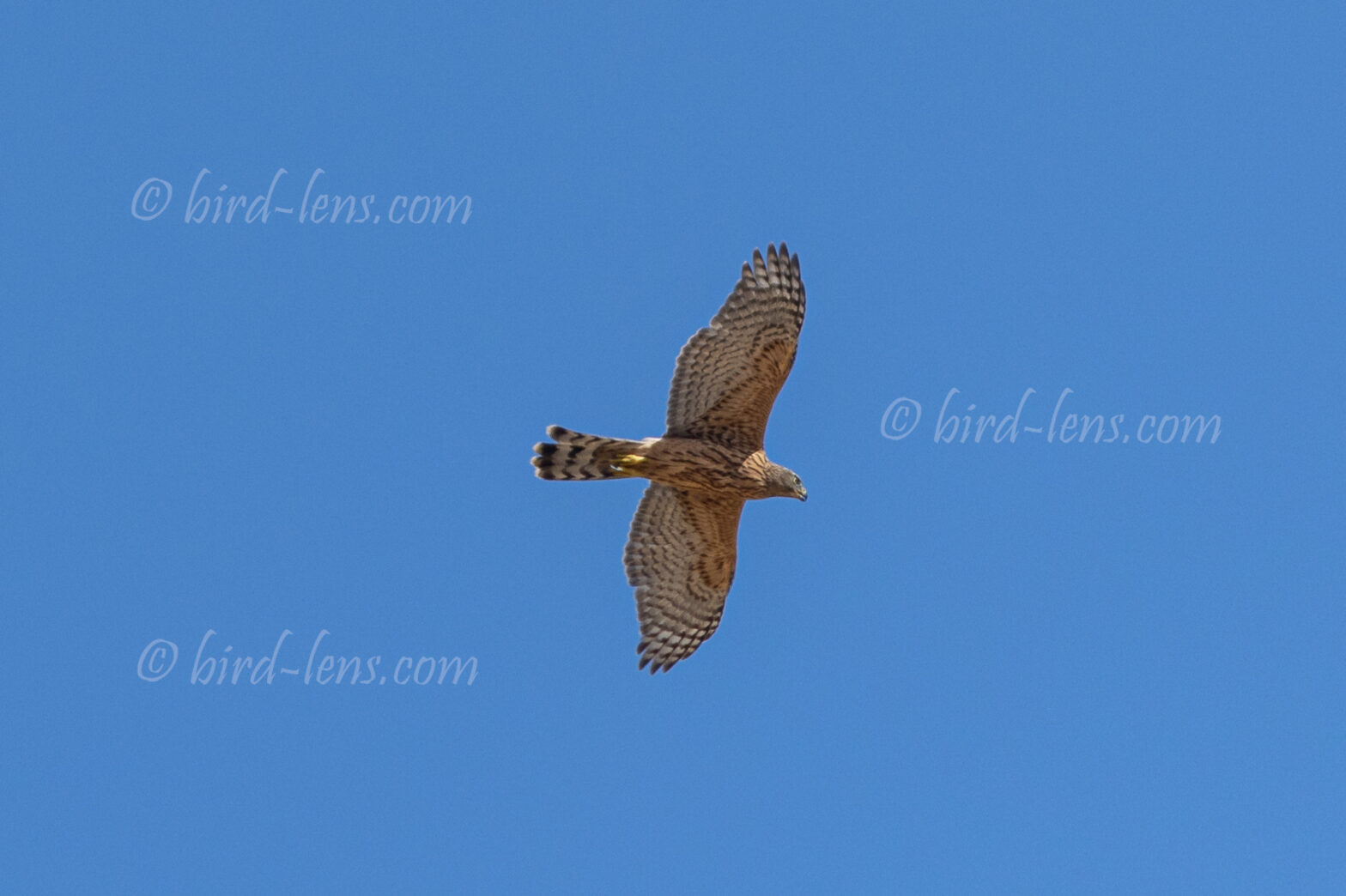 Junger Habicht im Flug in den Bergen Anatoliens – Bird Lens