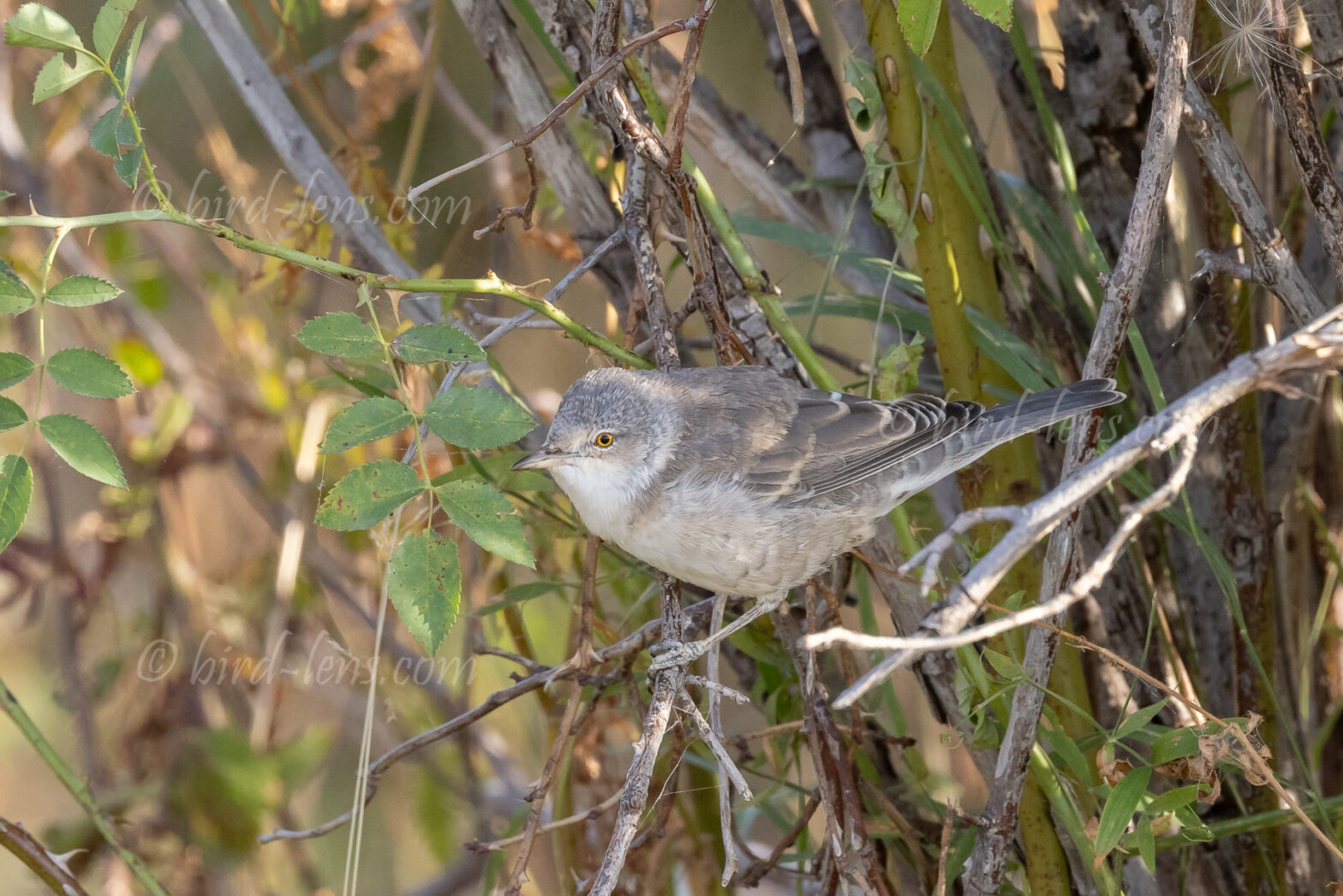 Songbird migration at Cildir Lake in eastern Turkey – Bird Lens