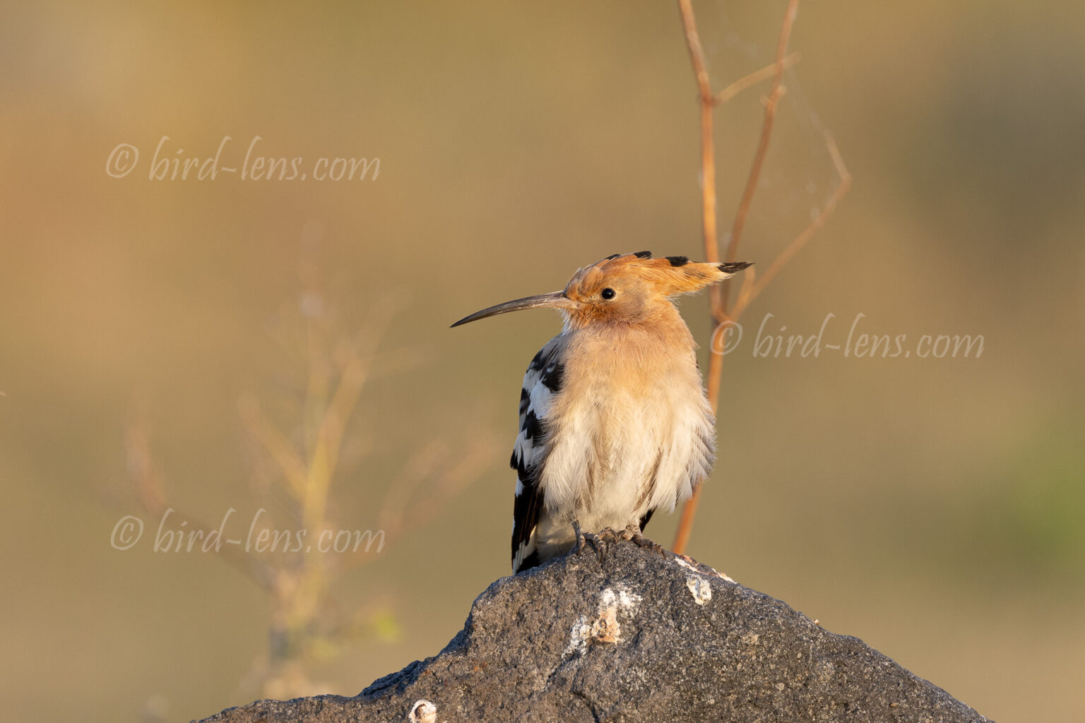 Hoopoe: a fascinating bird in human history. – Bird Lens