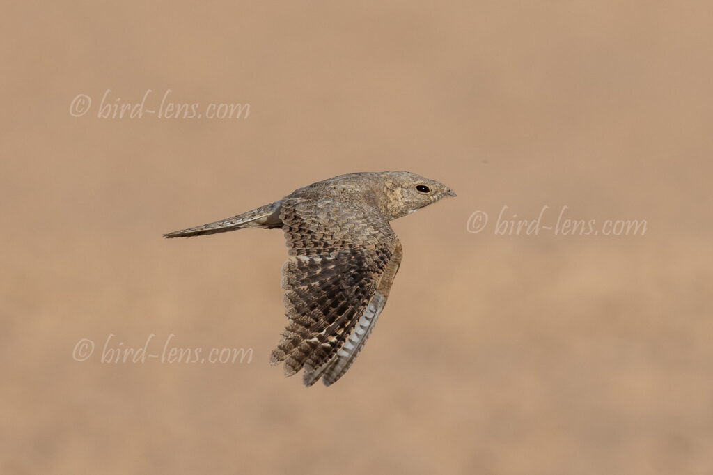 Egypt- a birding trip in spring migration time – Bird Lens
