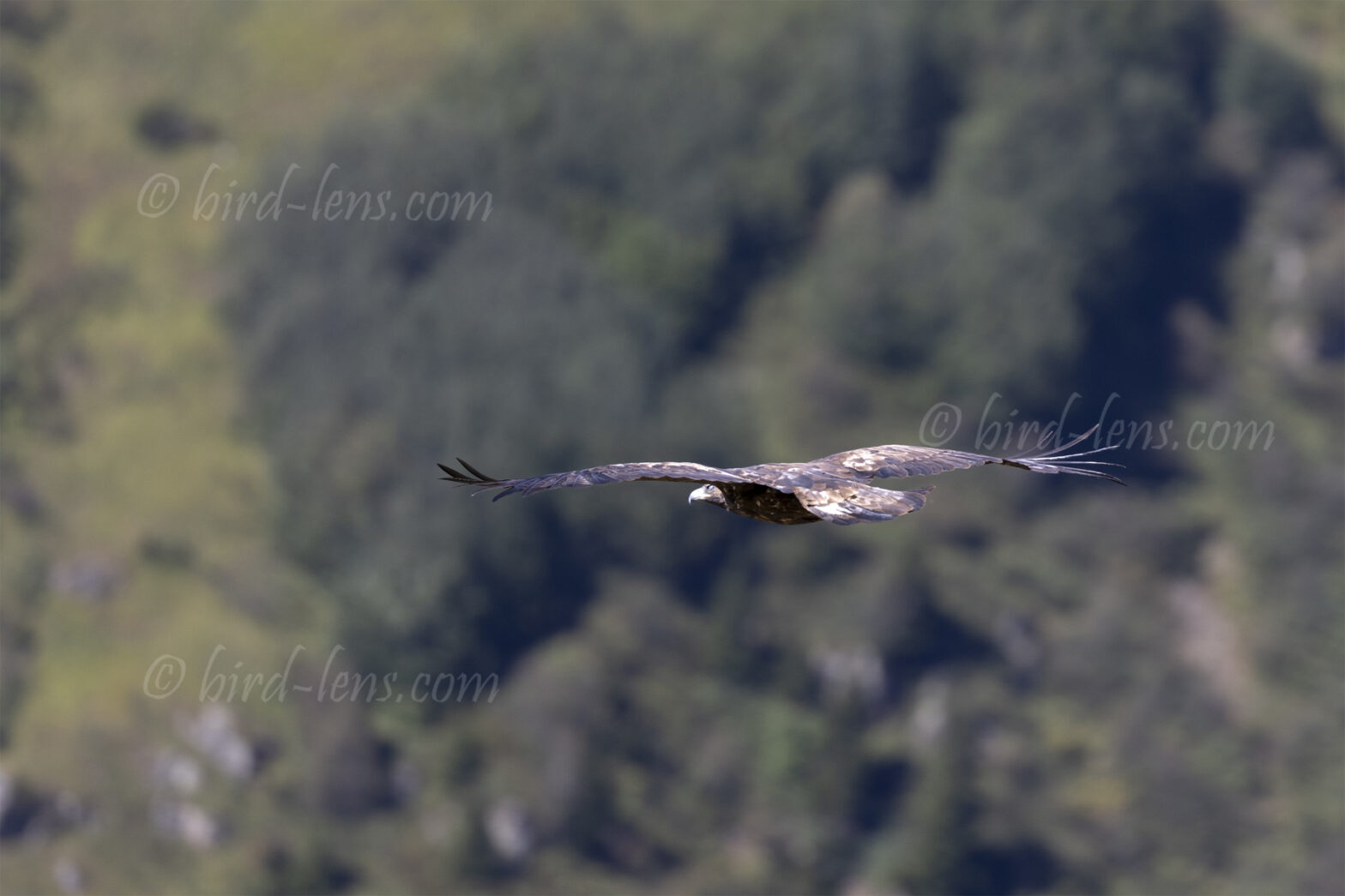 Stelvio National Park: bird diversity in the Alps – Bird Lens