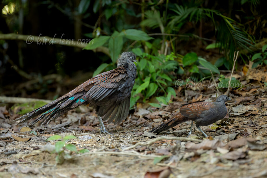 Mountain Peacock-Pheasant in a spectacular mating display – Bird Lens