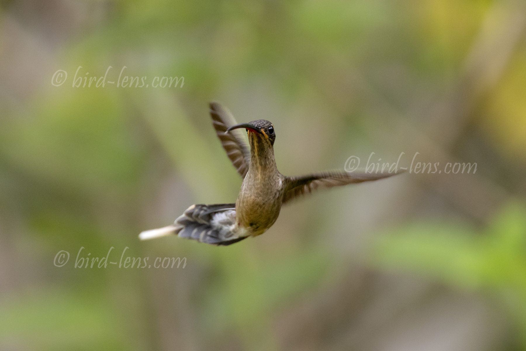Acrobatic dancer: a Long-tailed Hermit – Bird Lens