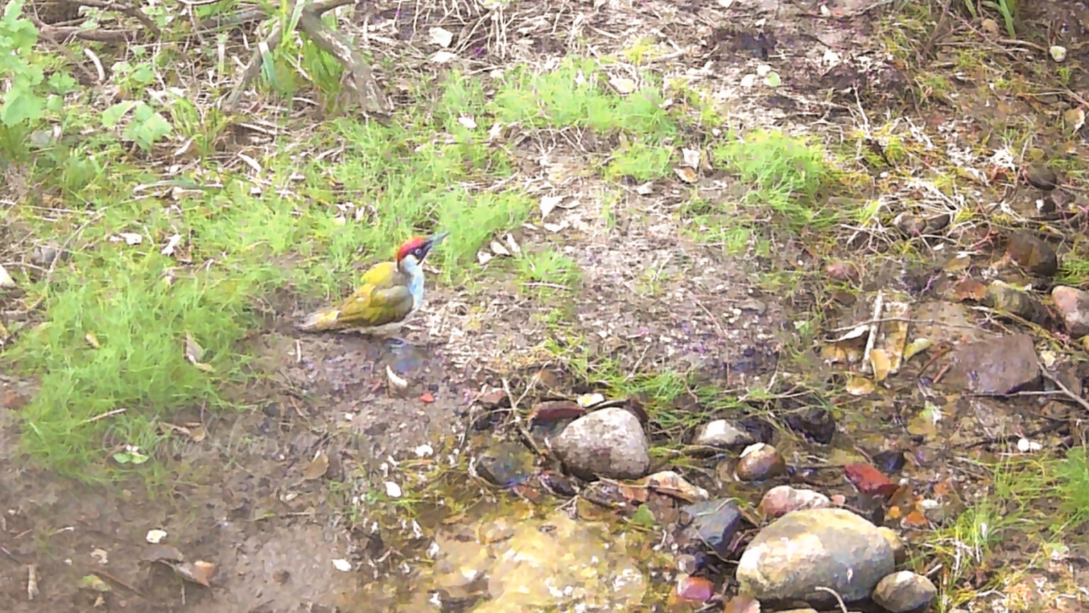 Quelle im Wald: ein besonderer Anziehungspunkt – Bird Lens